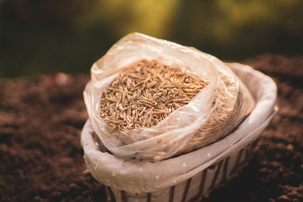 How To Seed a New Lawn: A Step-By-Step Guide