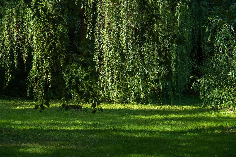 How to Grow Grass on Shady Lawns [8 Expert Tips]