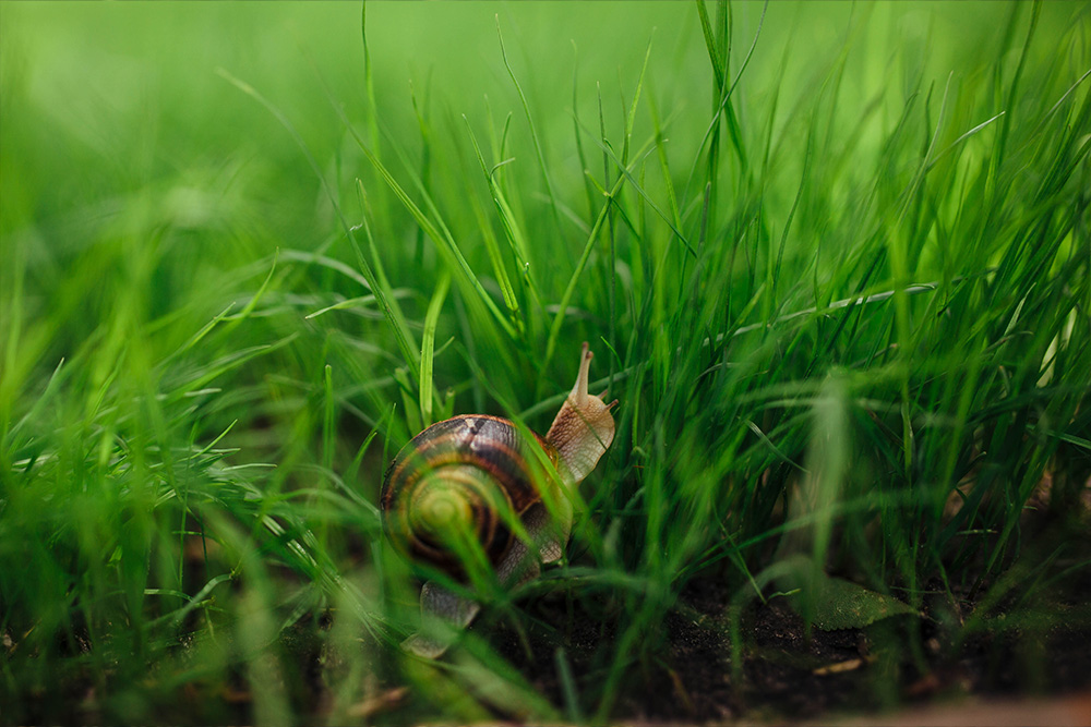 The Battle Against Slugs and Snails On Your Lawn [Guide]